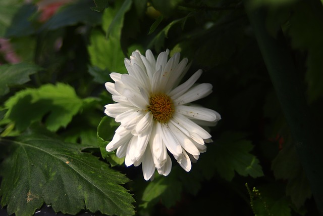 Flor Branco Verde De - Foto gratuita no Pixabay - Pixabay