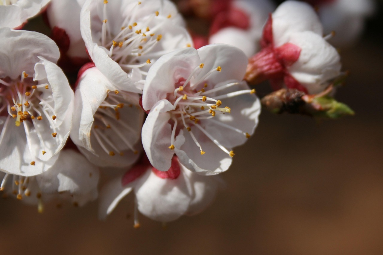 Apricot Blossom In Spanish at Evie Rounsevell blog