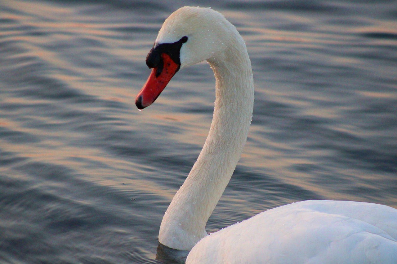 50,000+ Free 4K Wallpaper Swan & Beautiful Wallpaper Images - Pixabay
