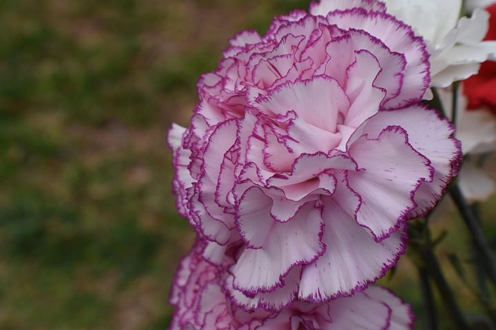 80+ Free Carnation Coloring & Carnation Images - Pixabay