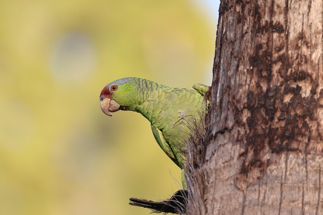 Perroquet Oiseau Animal Amazone - Photo gratuite sur Pixabay - Pixabay