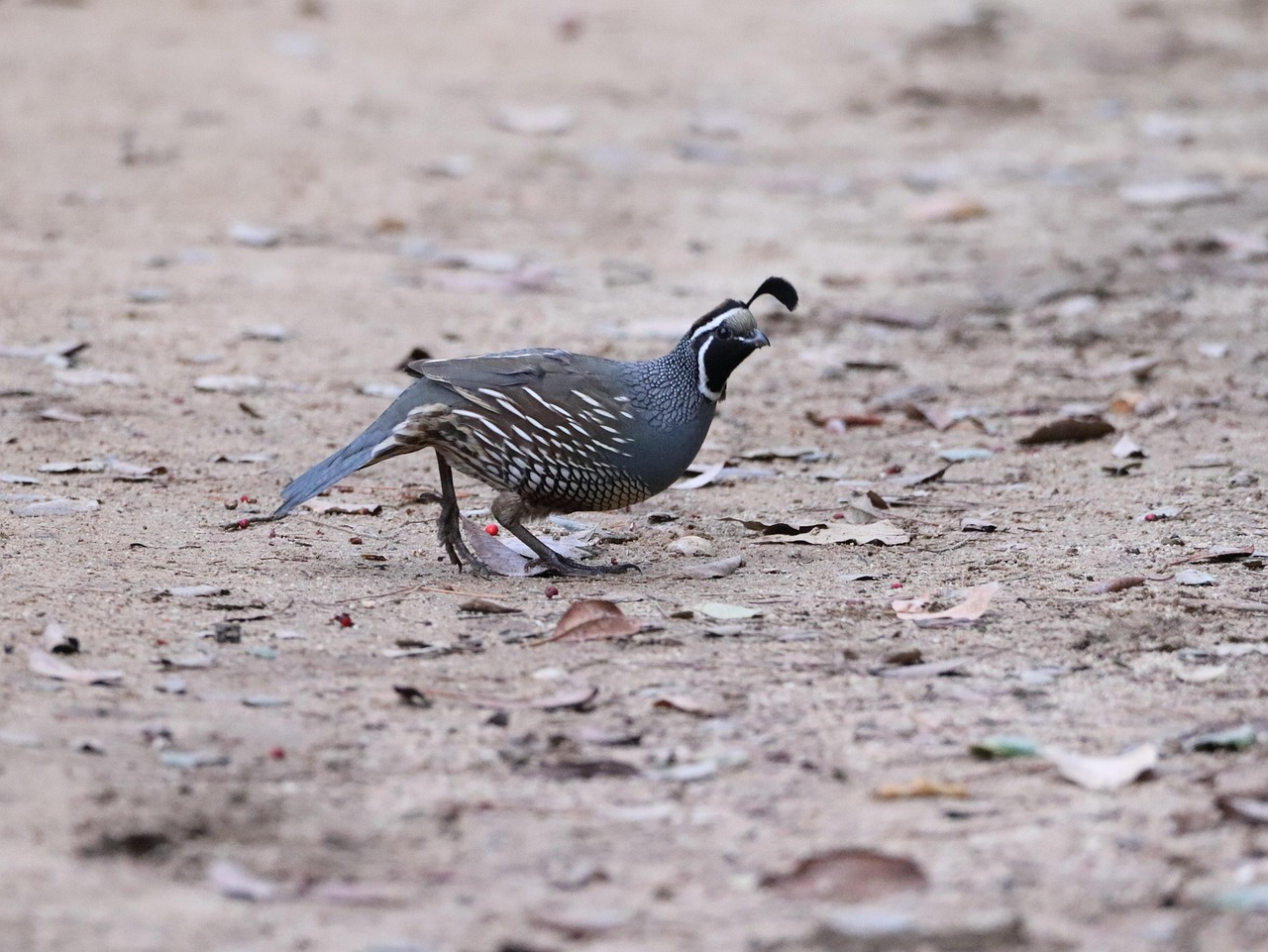 Quail Birds