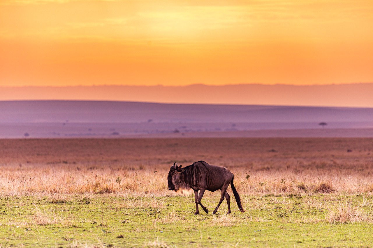 Wildebeests Wild Animals Sunset - Free photo on Pixabay