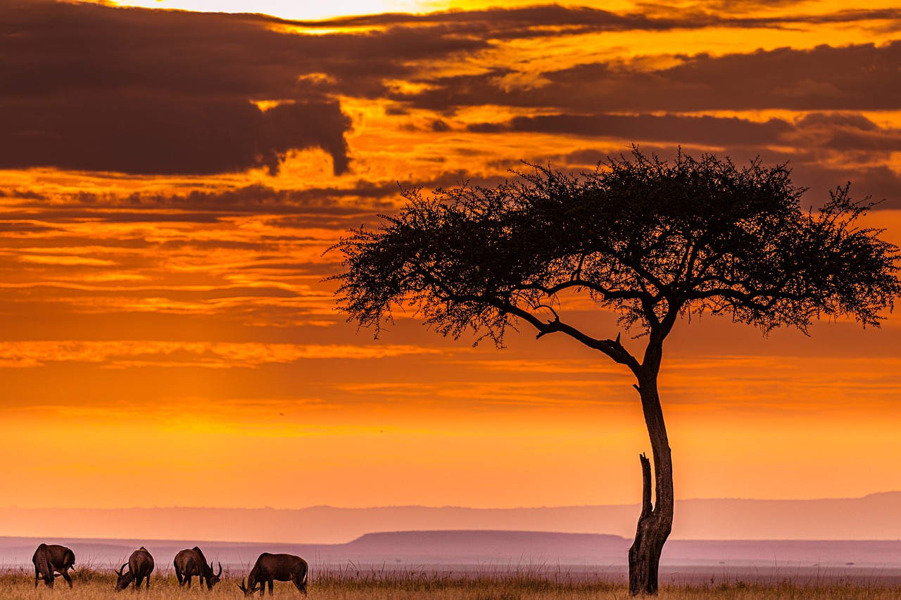 African Animals Sunset Wallpaper