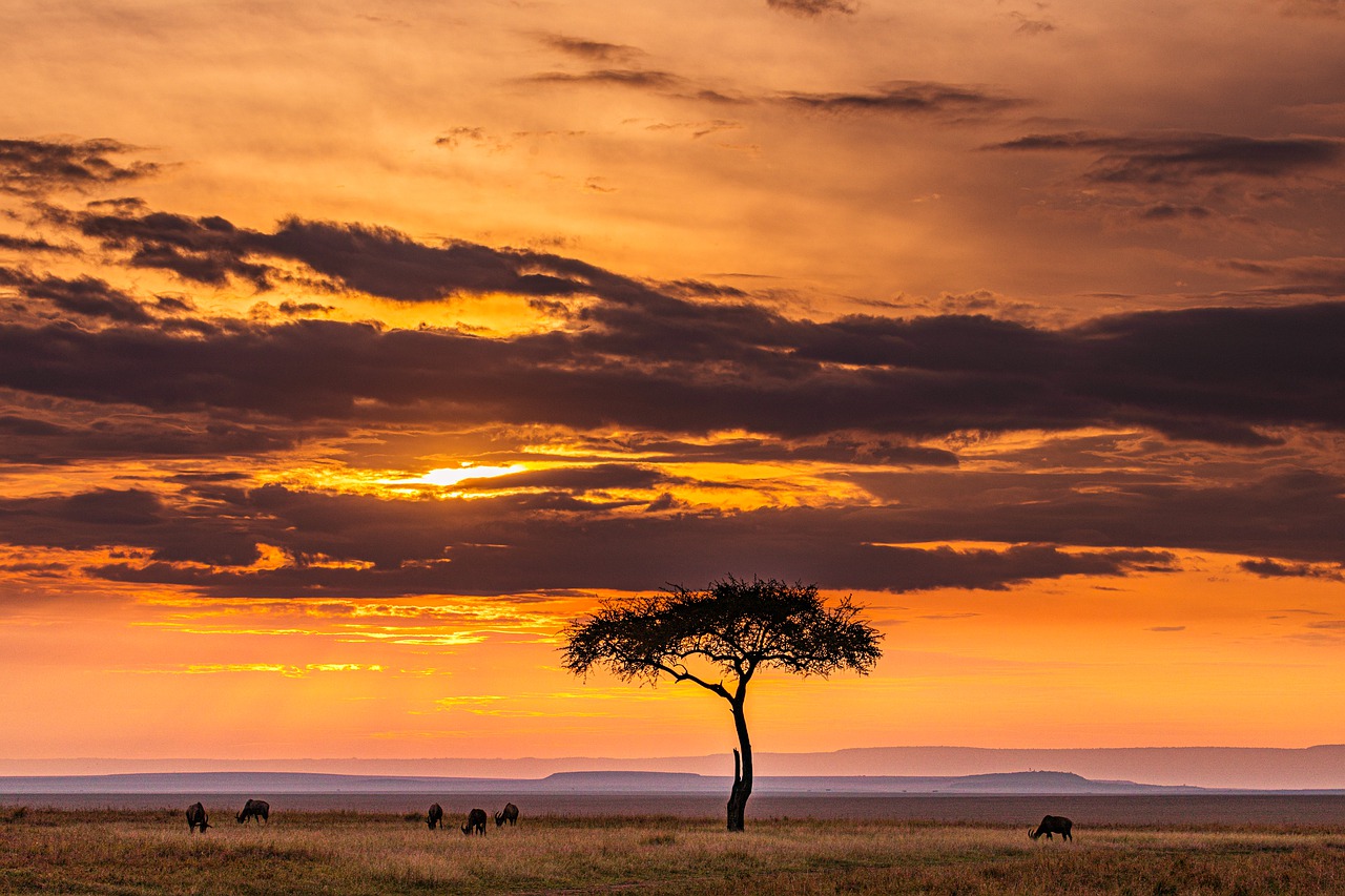 Wildebeests Wild Animals Sunset - Free photo on Pixabay - Pixabay