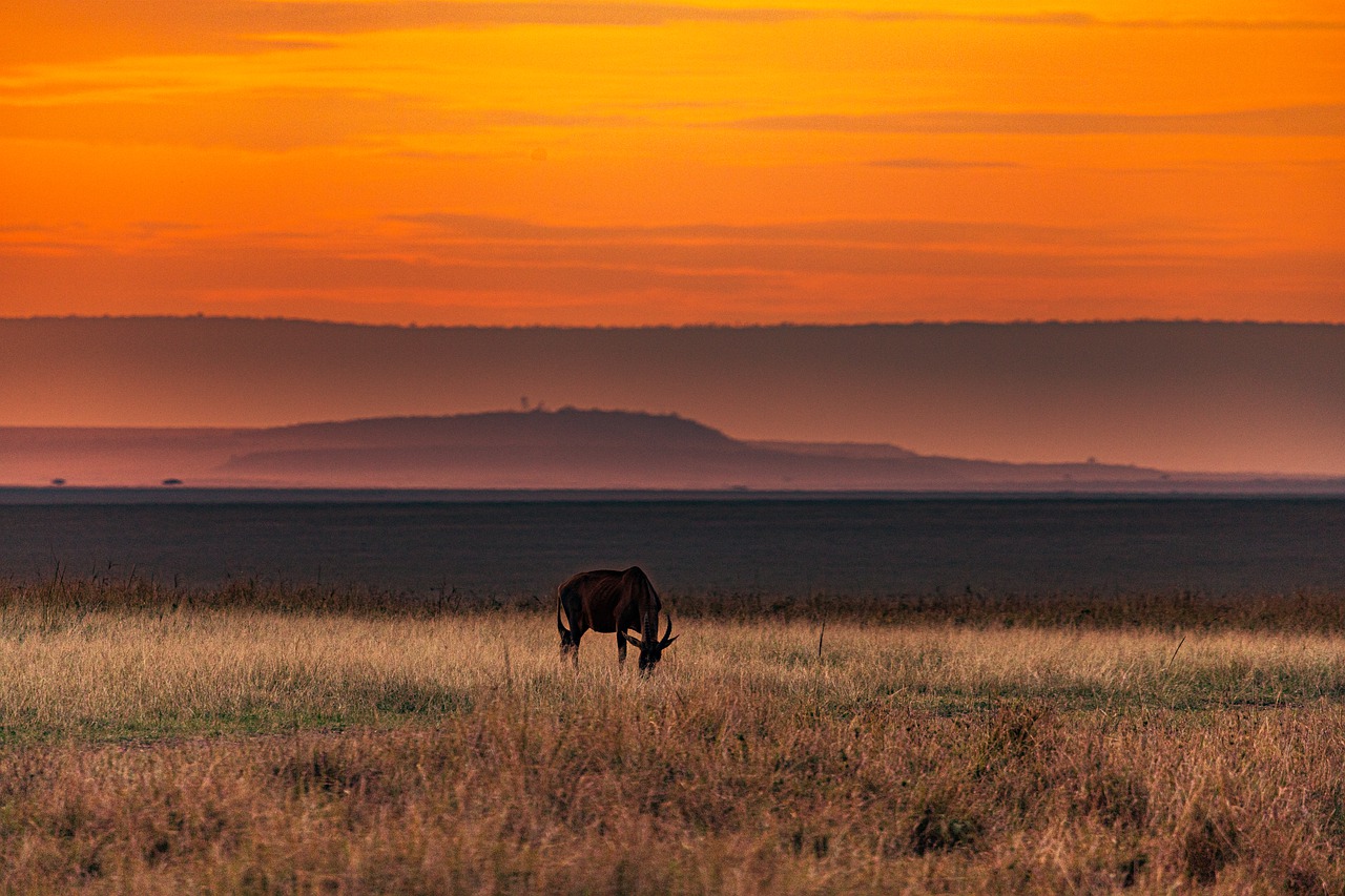 Wildebeest Wild Animal Sunset - Free photo on Pixabay - Pixabay