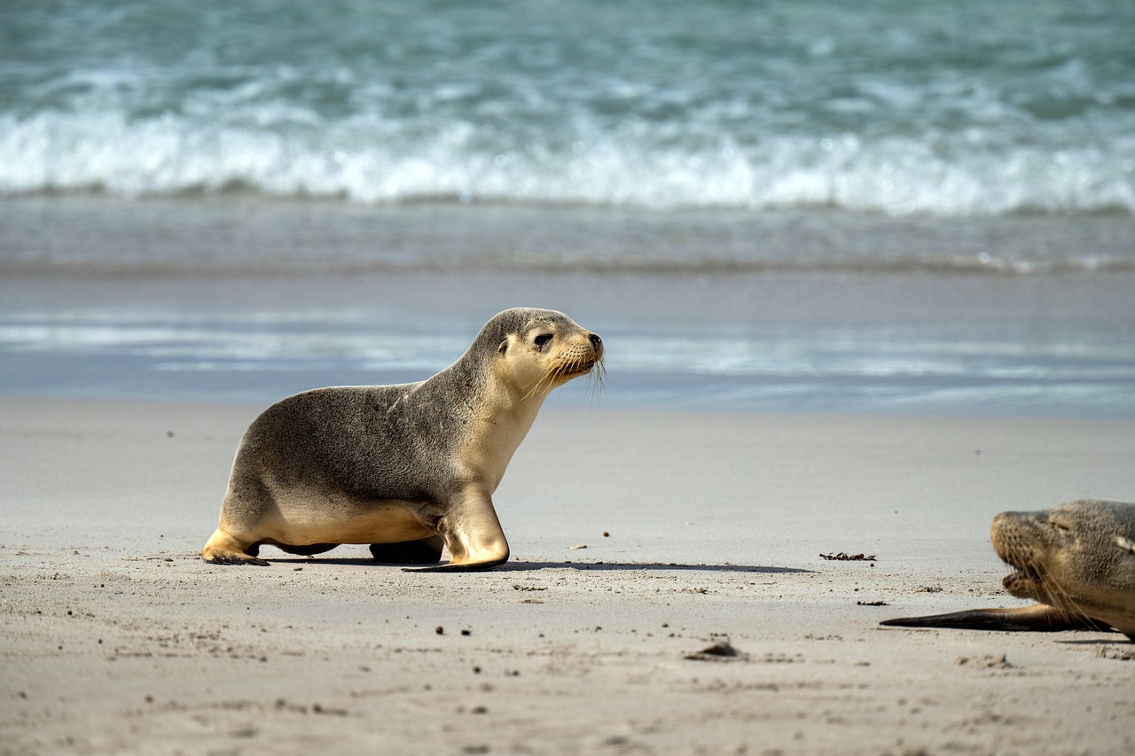 30,000+ Free Sea Lion & Nature Images - Pixabay