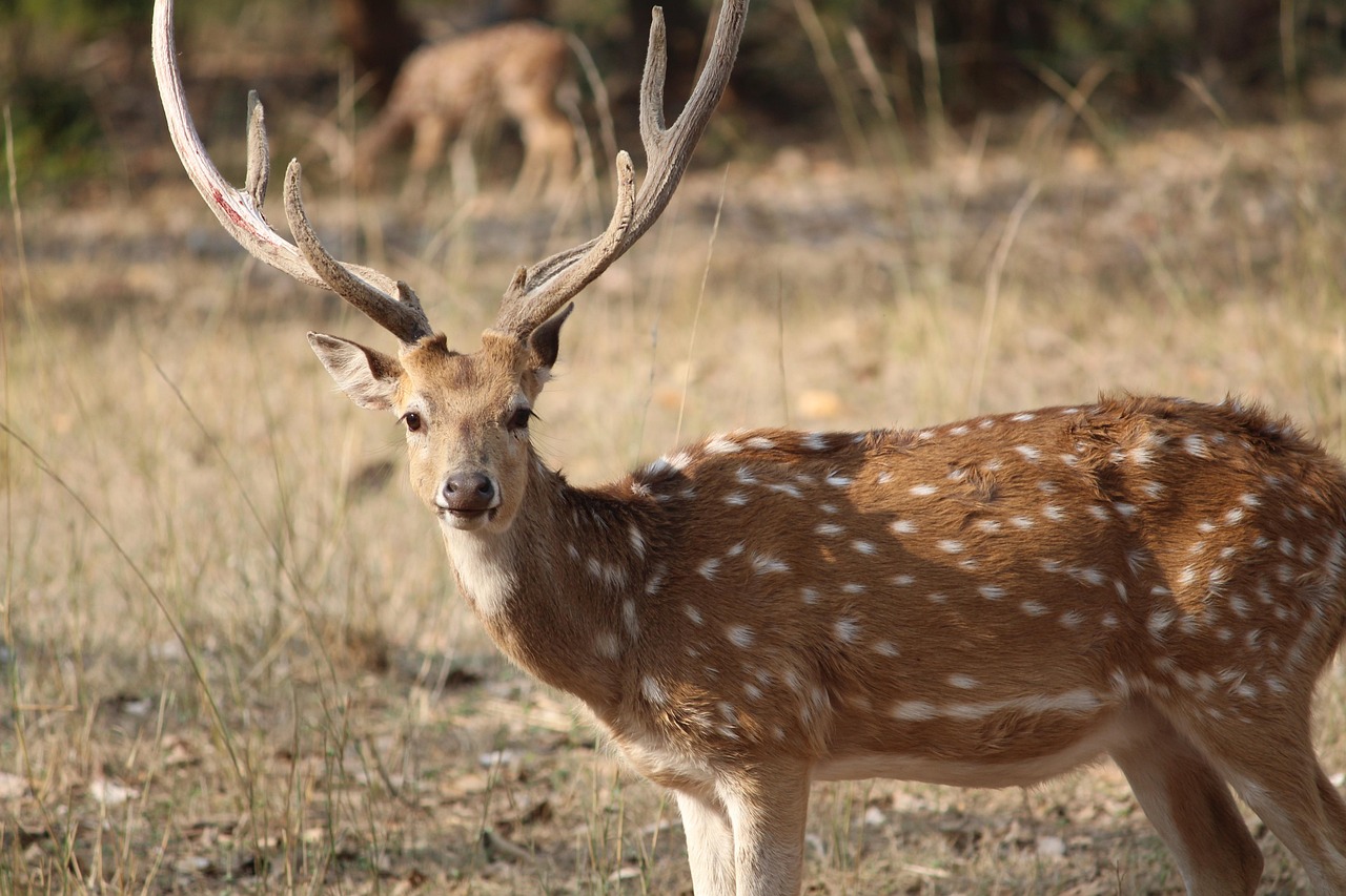 Animal Deer Mammal - Free photo on Pixabay