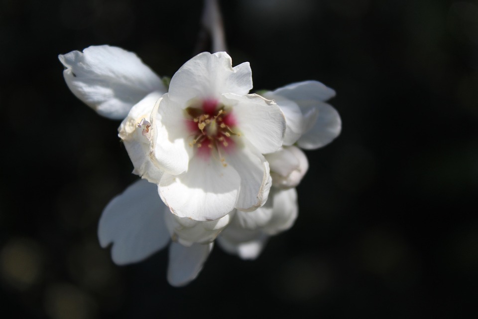 Almond Bloom Flower - Free photo on Pixabay - Pixabay