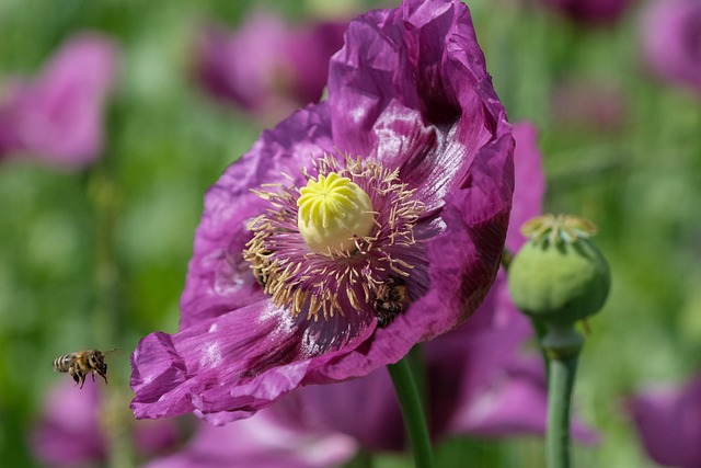 Poppy Flower Plant Purple - Free photo on Pixabay - Pixabay