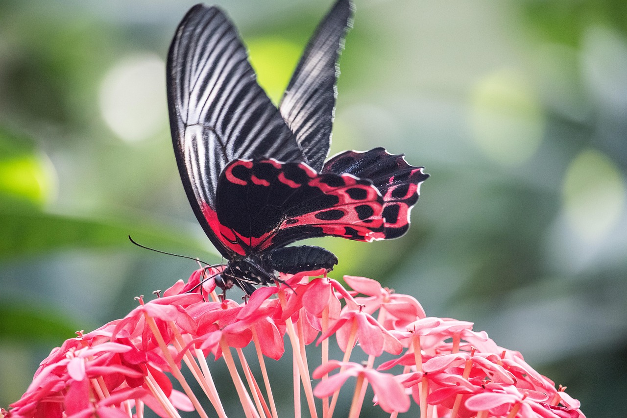 Scarlet Mormon Butterfly - Free photo on Pixabay