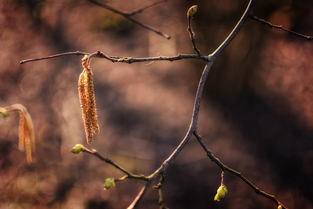 Plant Bokeh Close To - Free photo on Pixabay - Pixabay