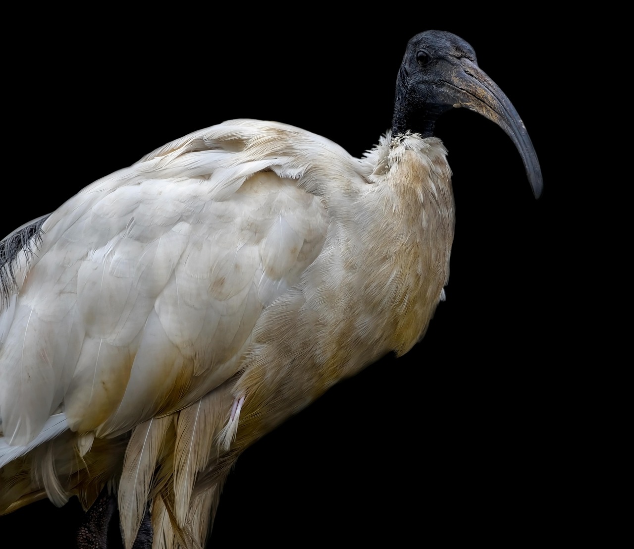Plus de 600 images de Dibujos Ibis Paint et de Nature - Pixabay
