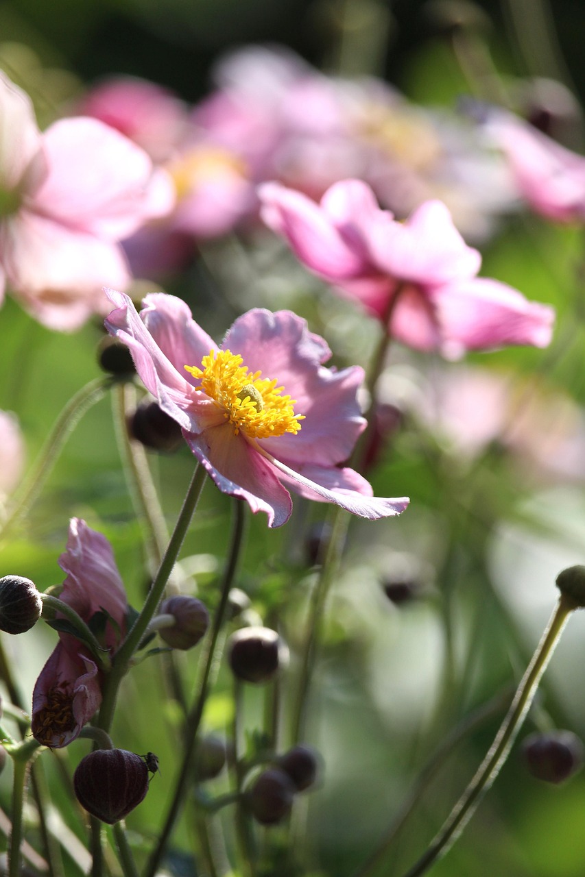 Anemone Shrub Autumn Perennial - Free photo on Pixabay