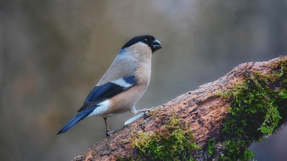 Bullfinch Bird Animal - Free photo on Pixabay