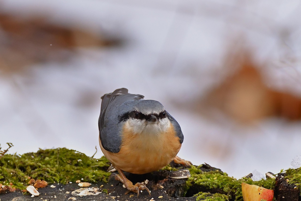 Nuthatch Bird Winter - Free photo on Pixabay - Pixabay