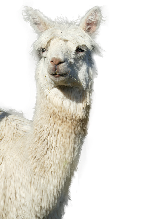 Alpaca Lama Desert Pair Of - Free image on Pixabay