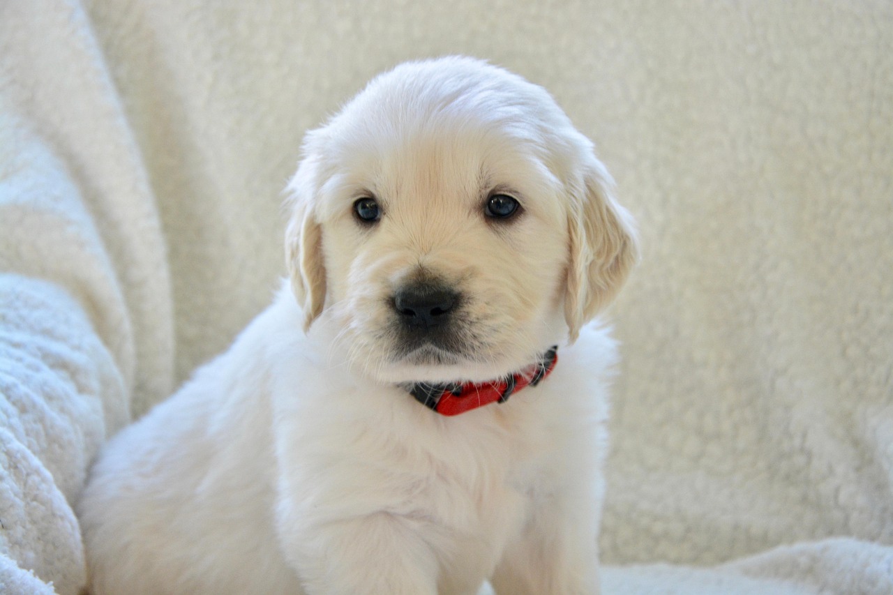 Golden Retriever Chien Chiot - Photo gratuite sur Pixabay - Pixabay