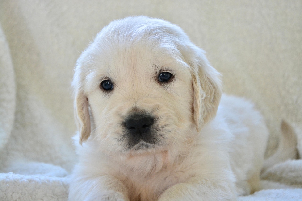 Anak Anjing Golden Retriever - Foto gratis di Pixabay - Pixabay