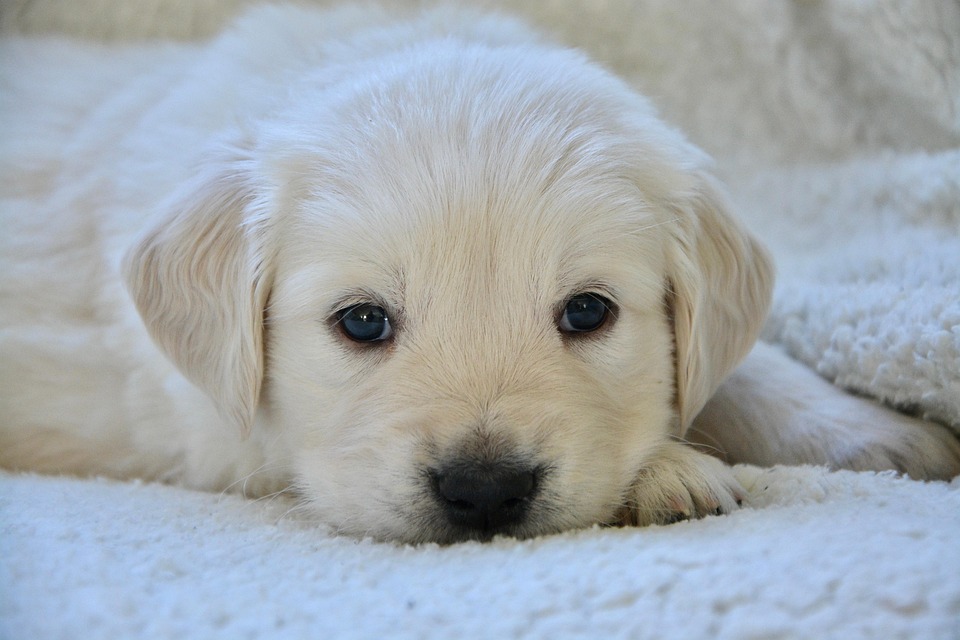Animal Puppy Mammal - Free photo on Pixabay