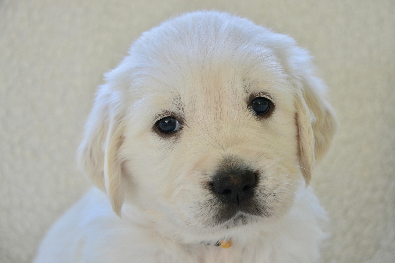 Jenis Anjing Golden Retriever - Foto gratis di Pixabay - Pixabay