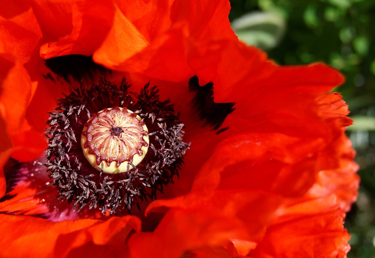 Mák Virág Üzem - Ingyenes fotó a Pixabay-en - Pixabay