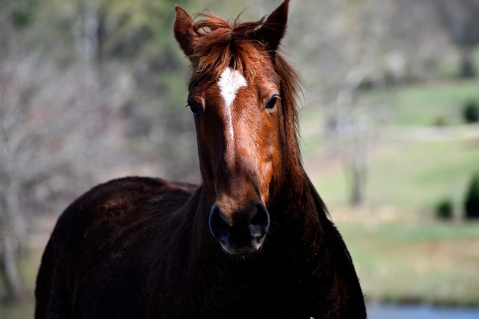 Horse Animal Pet - Free photo on Pixabay - Pixabay