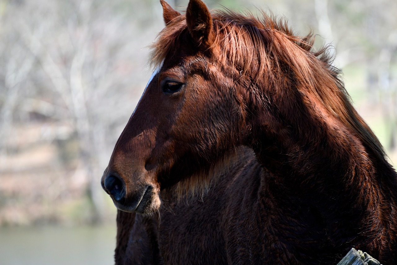 Cheval Animal De Compagnie - Photo gratuite sur Pixabay - Pixabay
