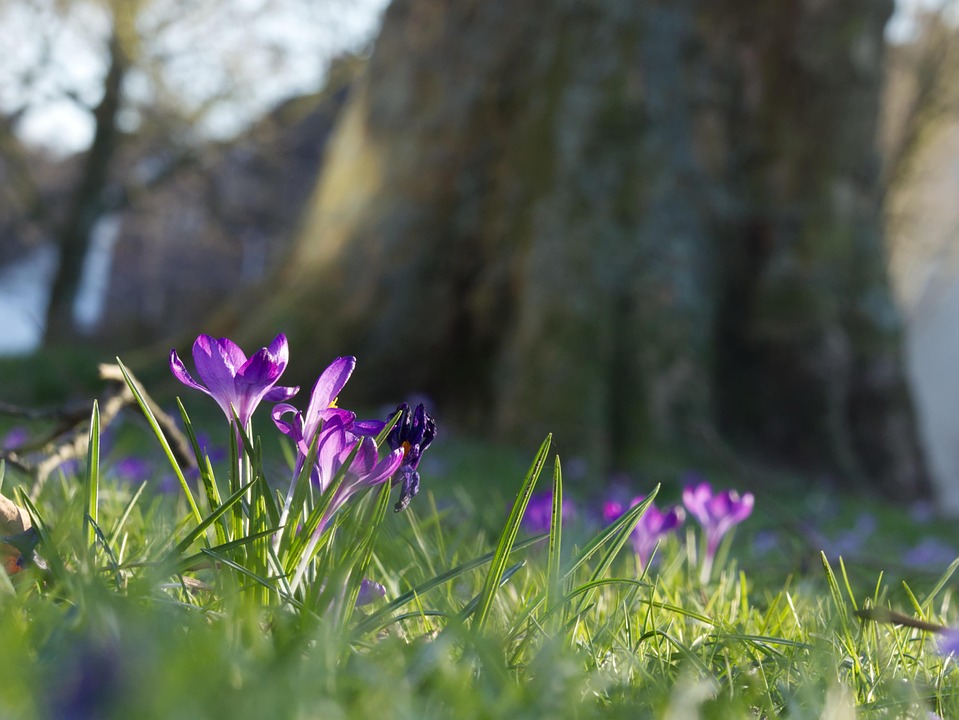 Fleur Crocus Prairie Fleurie - Photo gratuite sur Pixabay