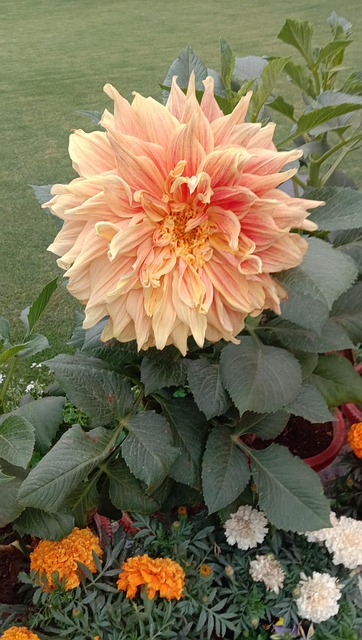 New Flowers Nature Beautiful - Free photo on Pixabay - Pixabay