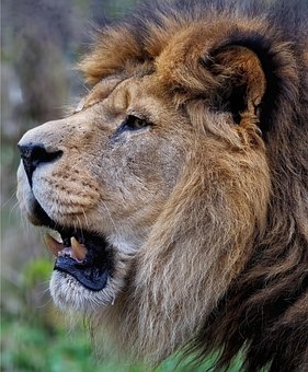 10+ Free Extinct In Wild & Lion Images - Pixabay