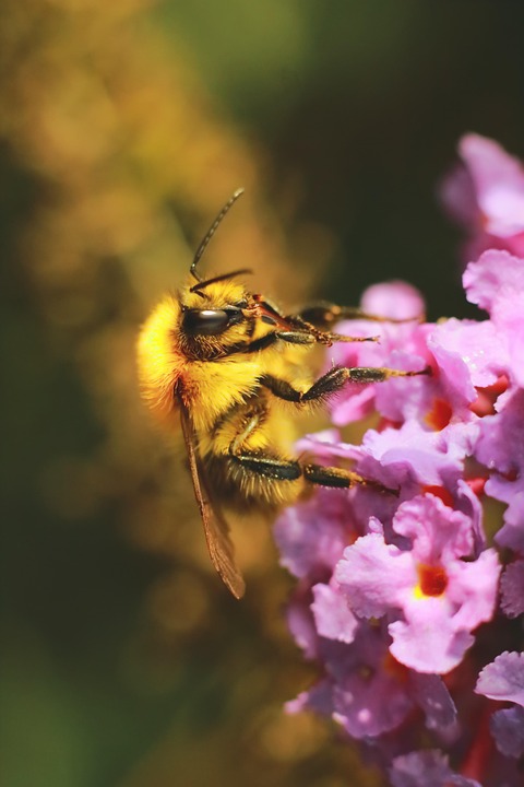Close Up Lilac Insect Butterfly - Free photo on Pixabay - Pixabay