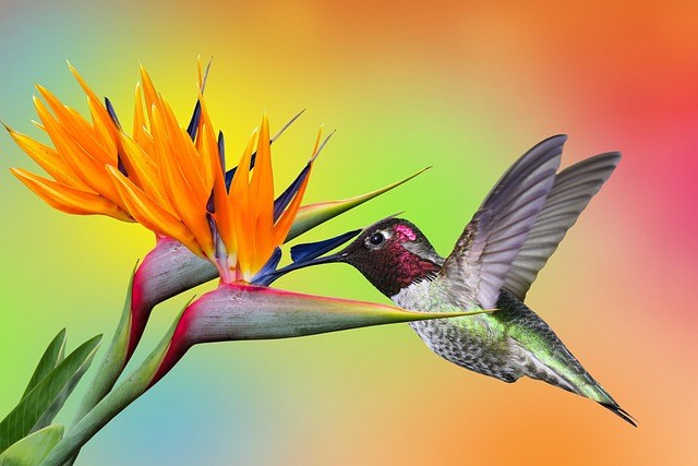 Colibrí Pájaro Flor - Foto gratis en Pixabay - Pixabay