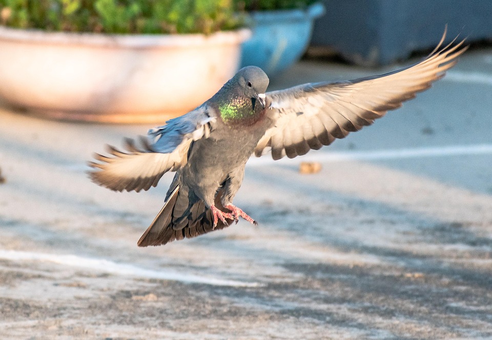 Pigeon Bird Wings - Free photo on Pixabay - Pixabay