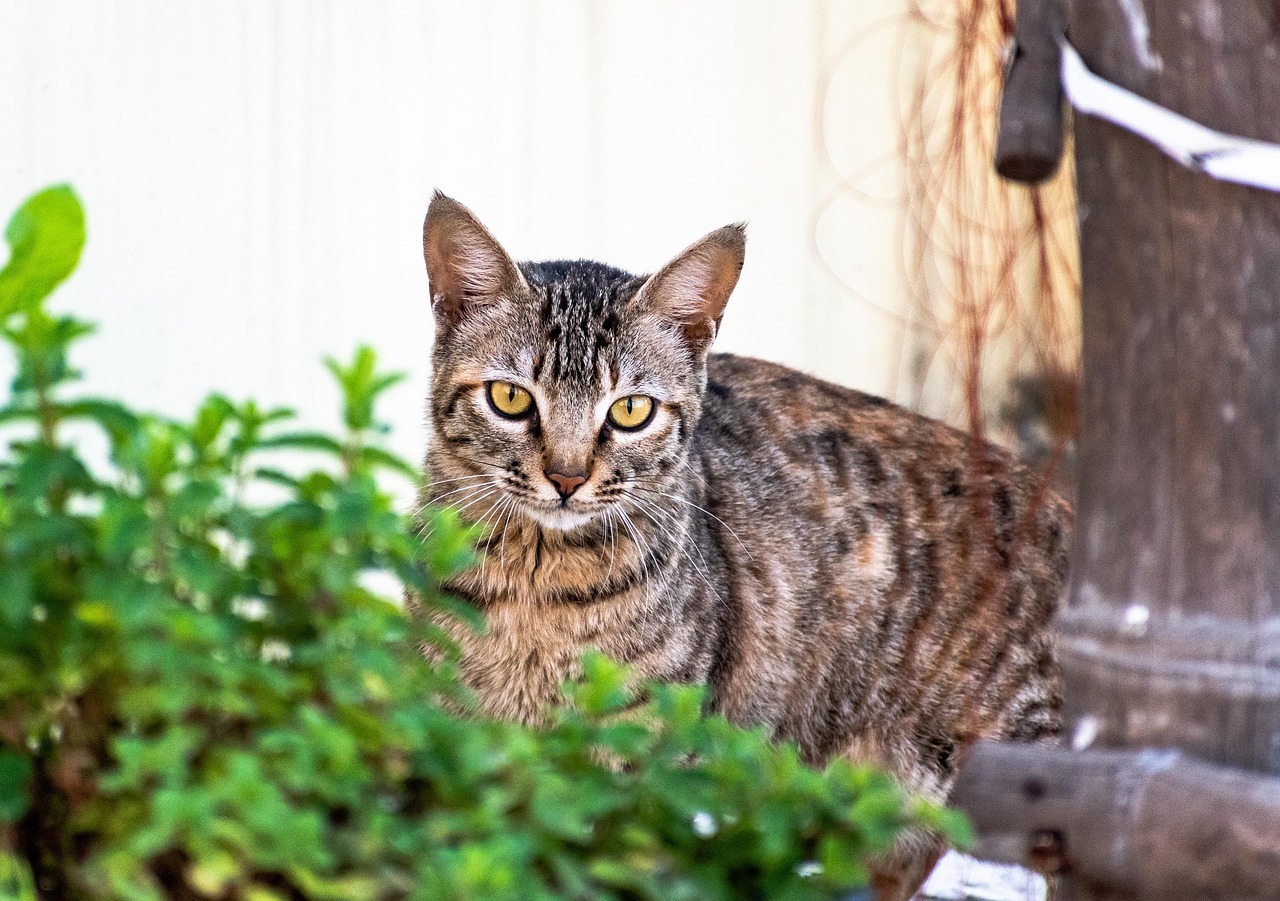 Animal Gato Felino - Foto gratis en Pixabay - Pixabay