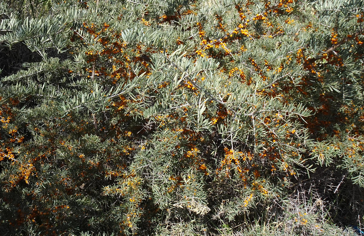 Espinheiro Hippophae Rhamnoides - Foto gratuita no Pixabay - Pixabay