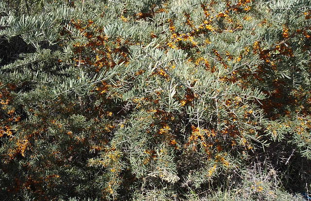 Espinheiro Hippophae Rhamnoides - Foto gratuita no Pixabay - Pixabay
