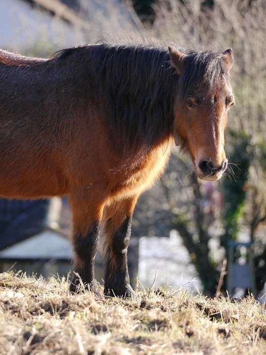 Horse Pony Equine - Free photo on Pixabay - Pixabay