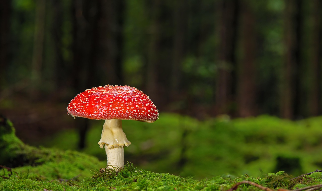 Mushroom Toadstool Forest Floor - Free photo on Pixabay
