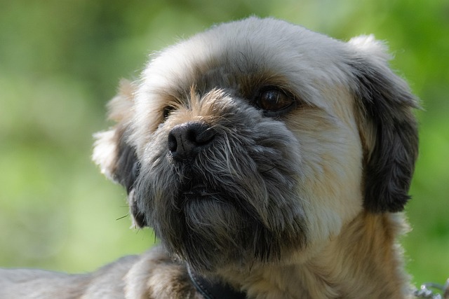 Close Up Dog Puppy - Free photo on Pixabay