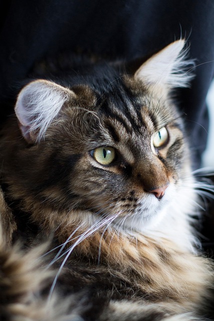 Cat Fur Fluffy - Free photo on Pixabay - Pixabay