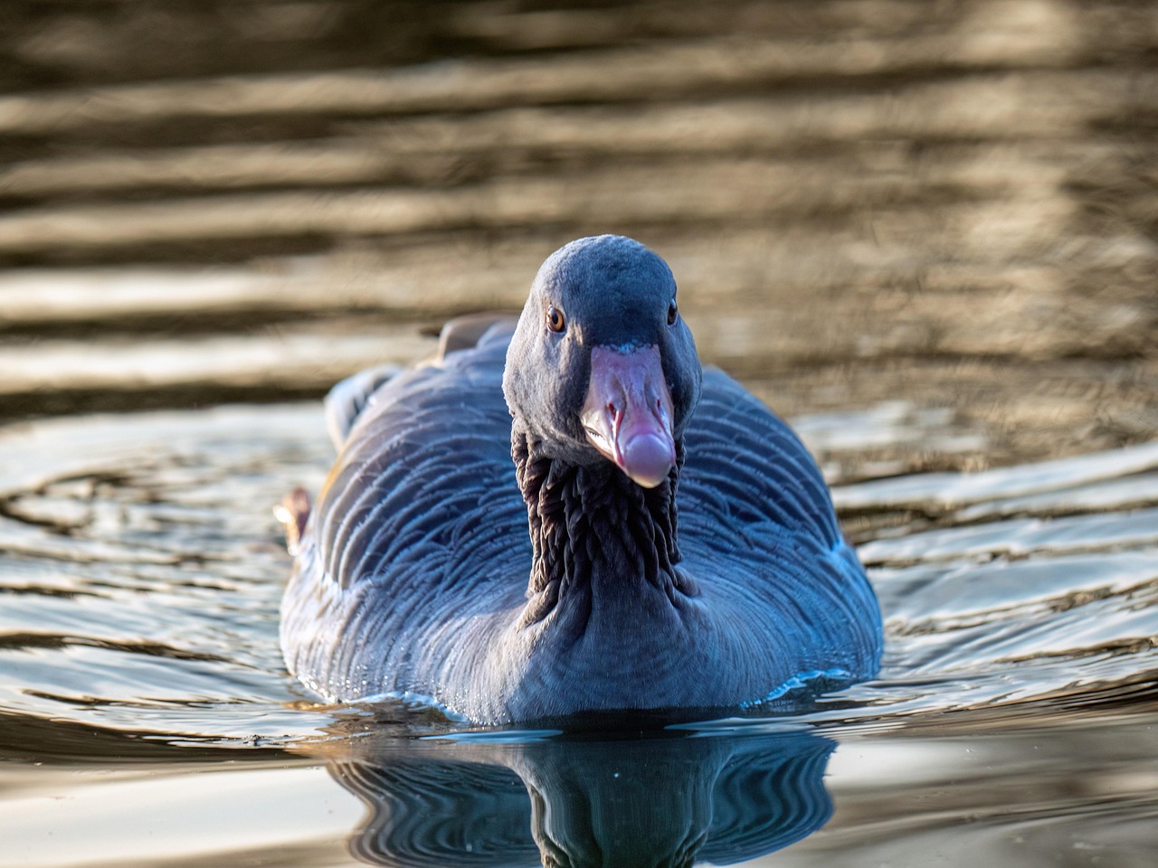 Bird Goose Ornithology - Free photo on Pixabay