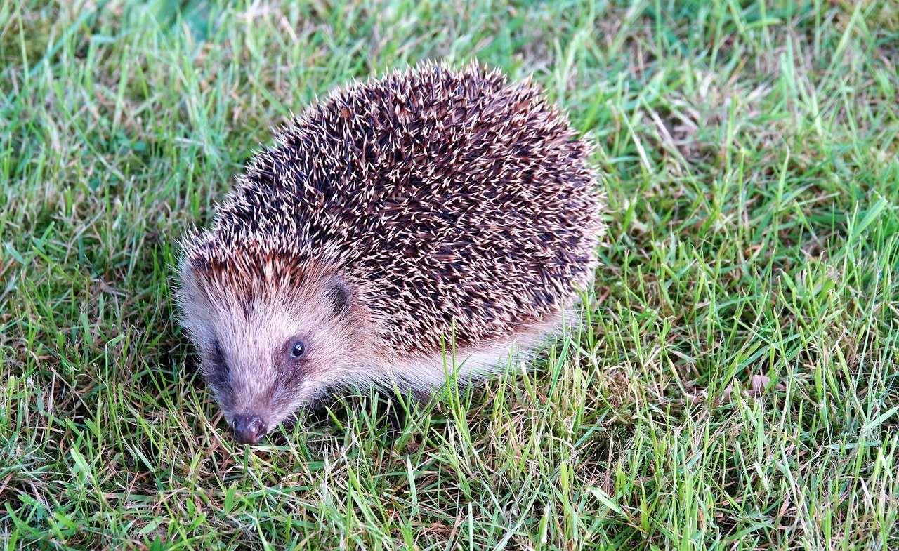 Animal Nature - Photo gratuite sur Pixabay - Pixabay