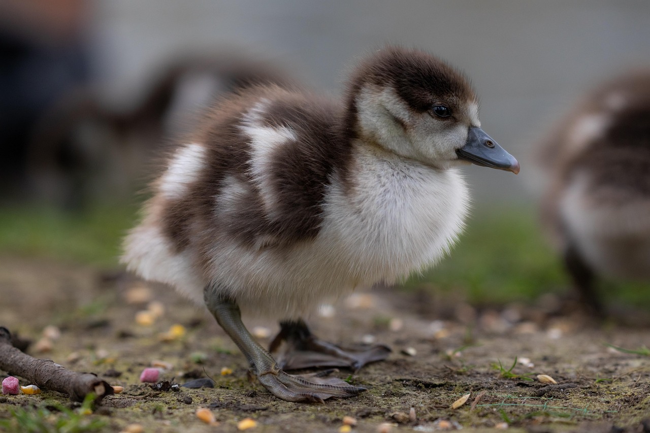 Egyptian Goose Gosling - Free photo on Pixabay