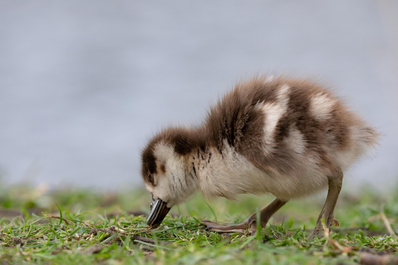 Egyptian Goose Gosling - Free photo on Pixabay