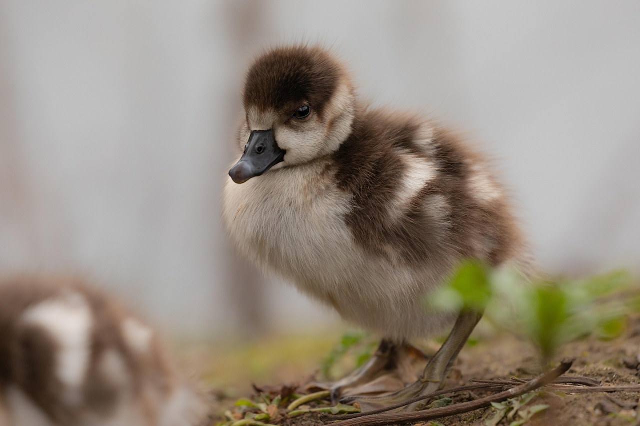 Egyptian Goose Gosling - Free photo on Pixabay - Pixabay