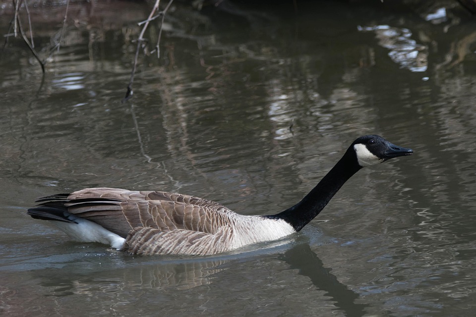 Canadian Goose Bird Feathers - Free photo on Pixabay