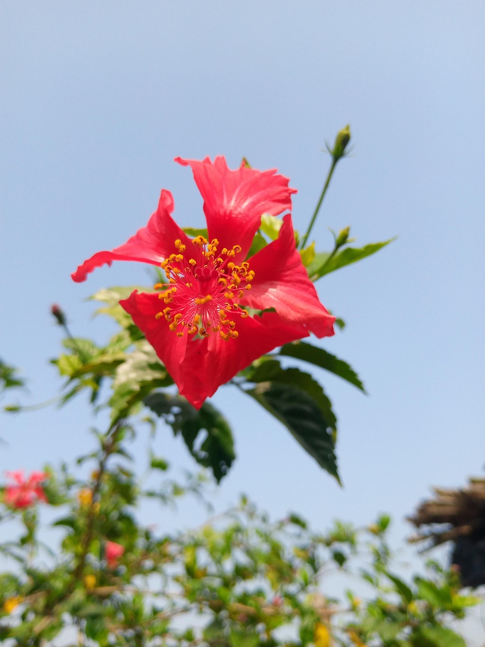 Juru Potret Fotografi Bunga - Foto gratis di Pixabay - Pixabay