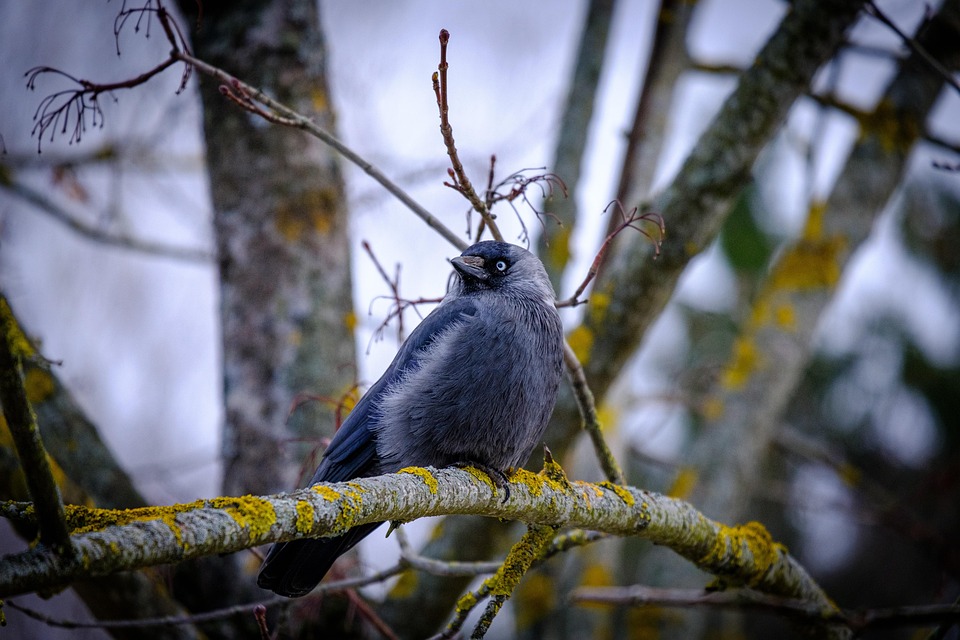 Bird Western Jackdaw Ornithology - Free photo on Pixabay