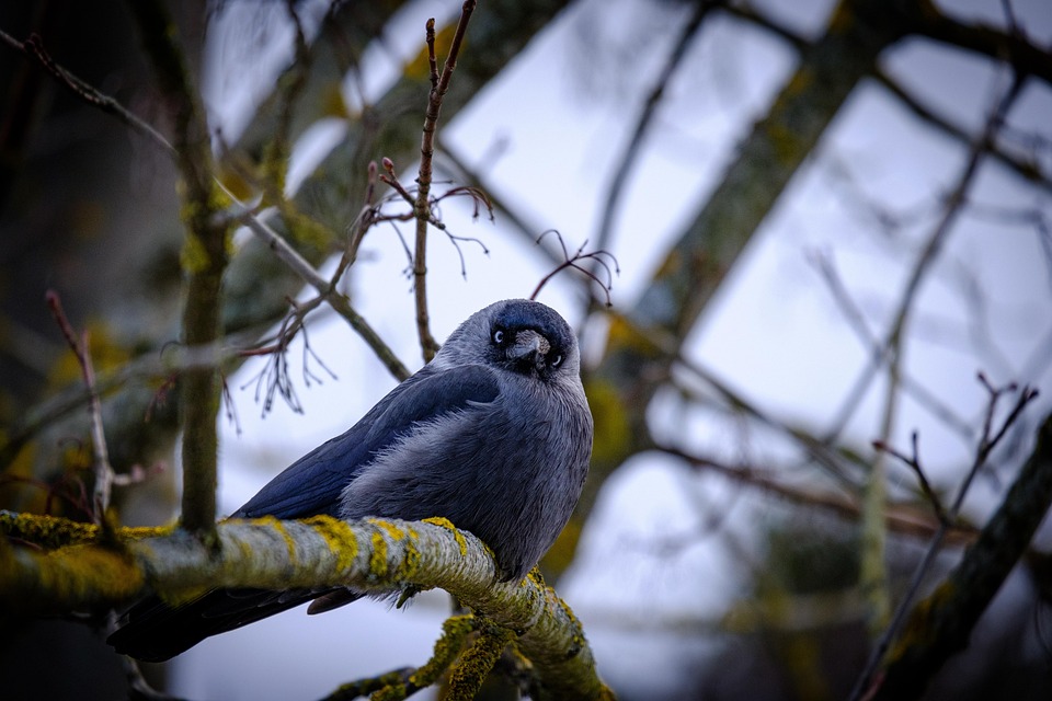 Bird Western Jackdaw Ornithology - Free photo on Pixabay